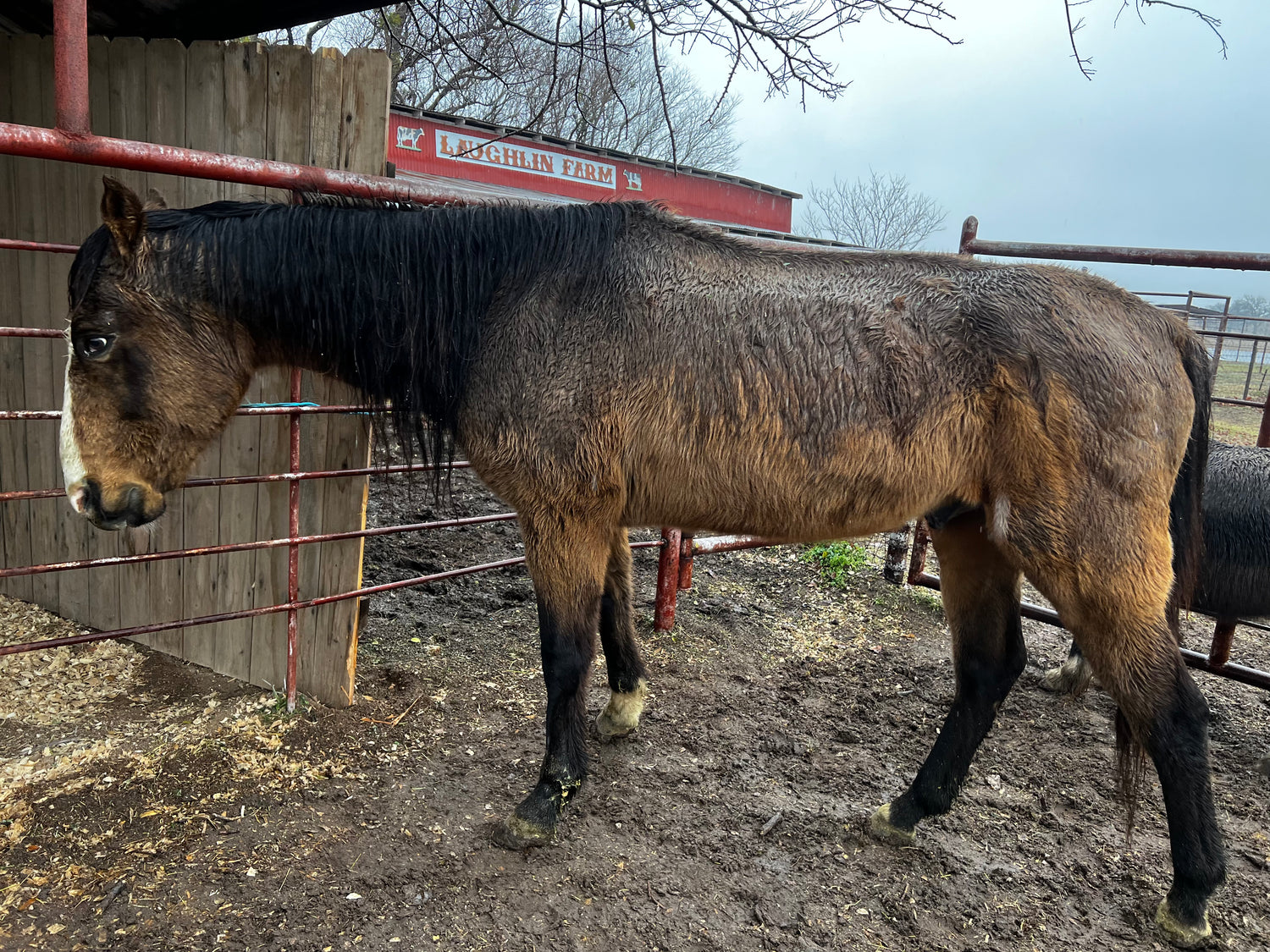 Goose – Laughlin Farms