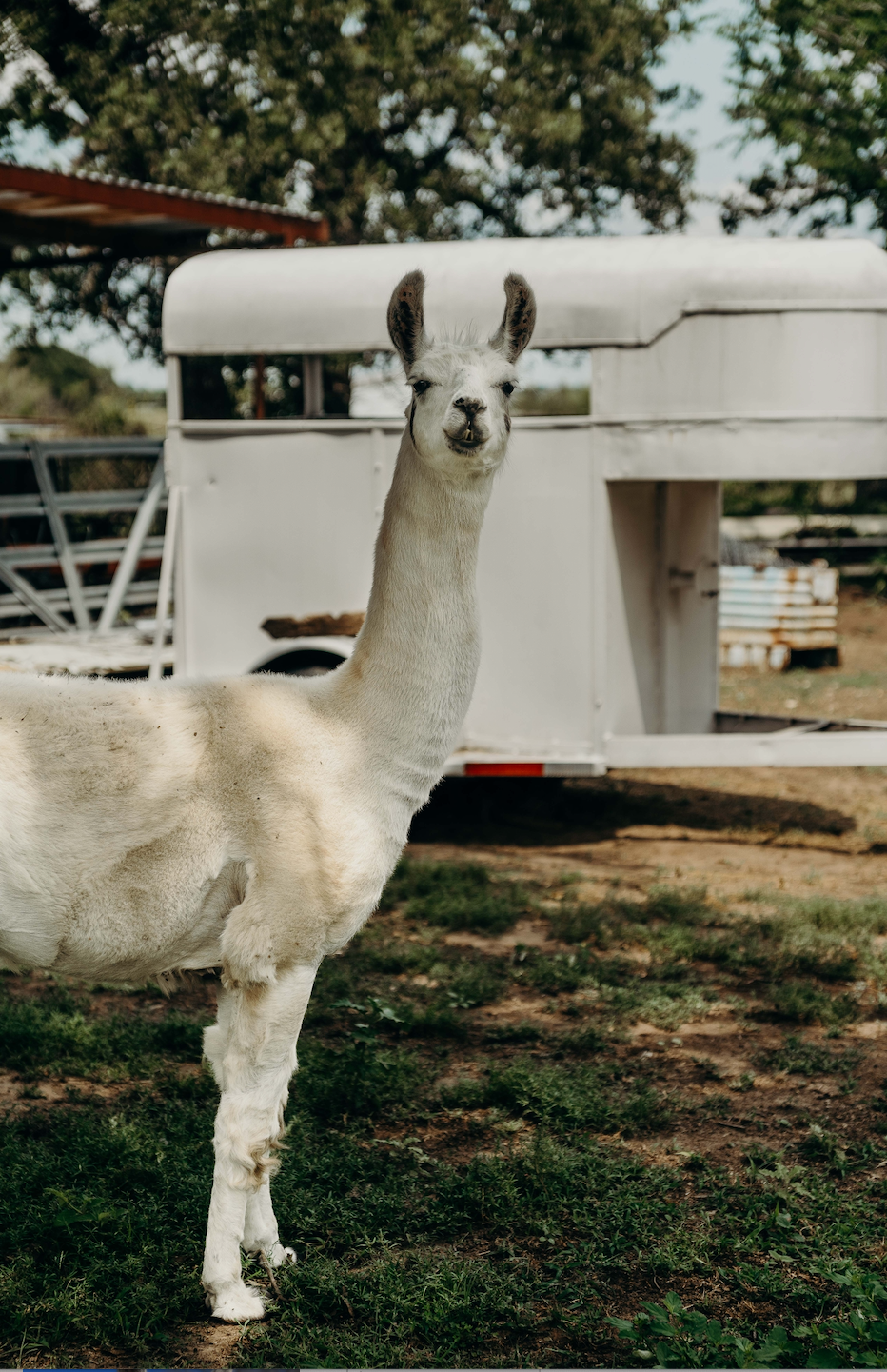 Carl – Laughlin Farms