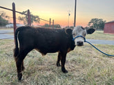 Laughlin Farm – Laughlin Farms