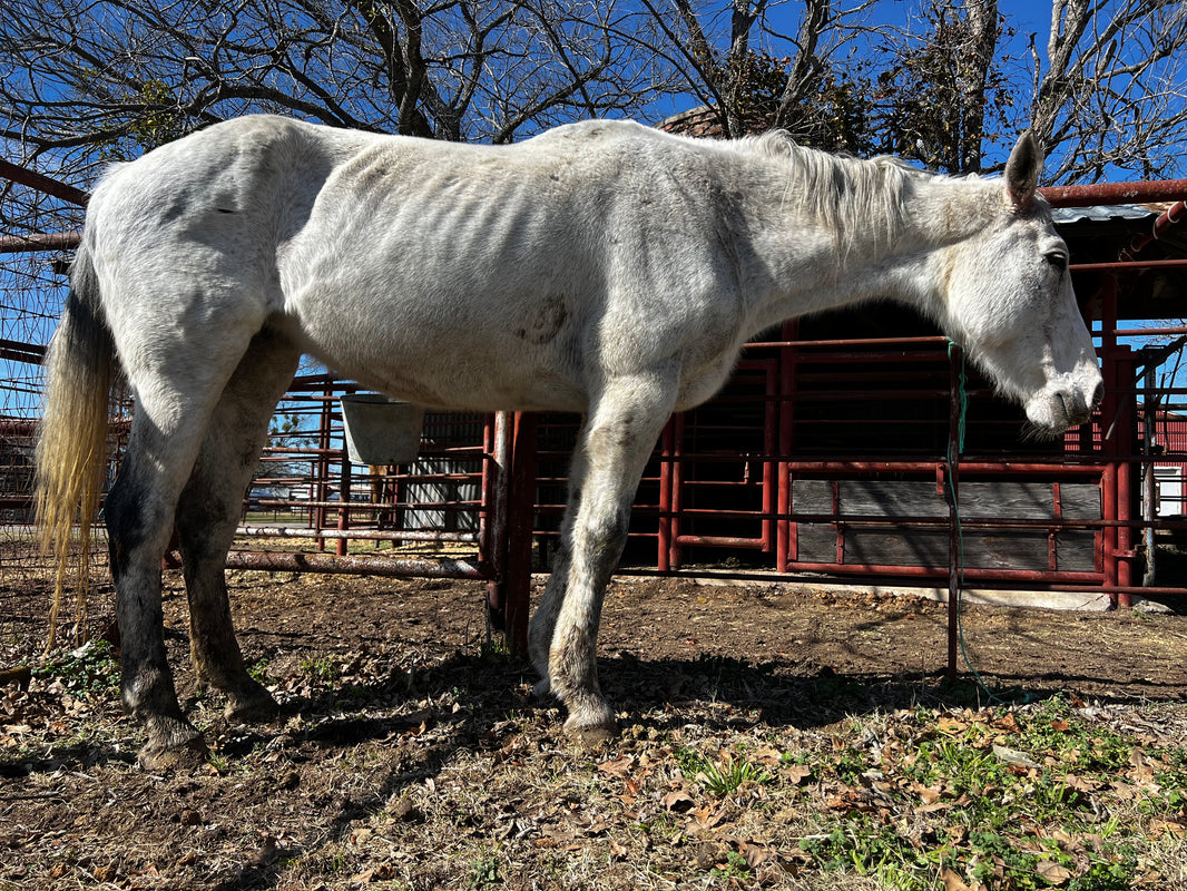 Laughlin Farm – Laughlin Farms