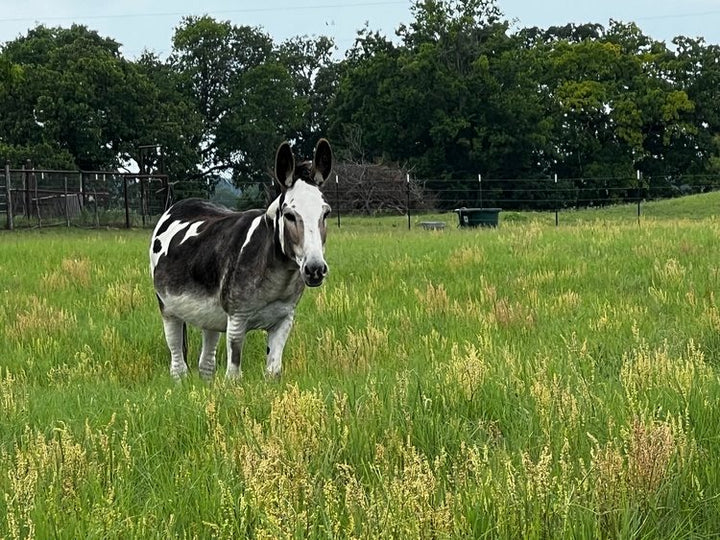 Laughlin Farm – Laughlin Farms