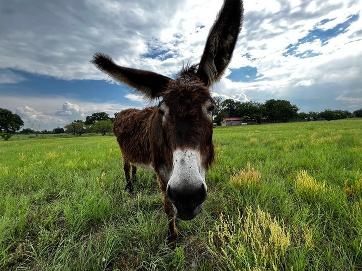Laughlin Farm – Laughlin Farms